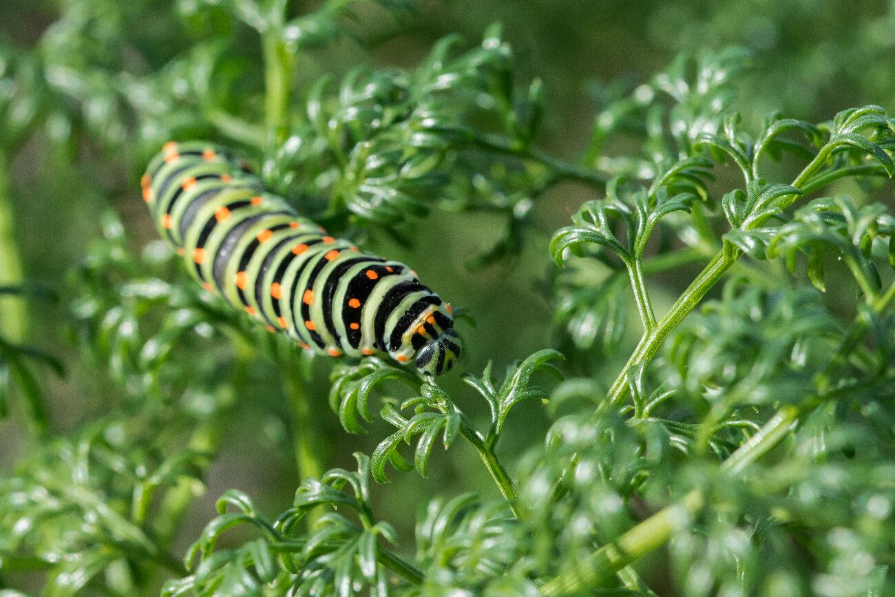 Malta: The Country - CelestialVoyagers