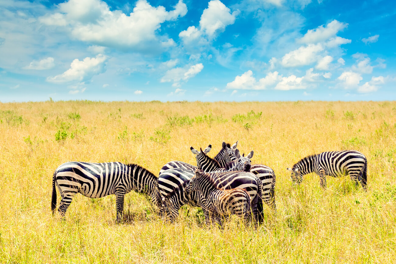 Tanzania, shrine of animal kingdom - CelestialVoyagers